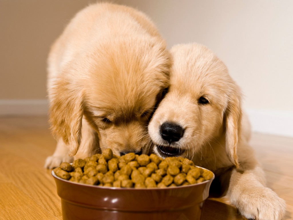 Cómo alimentar correctamente a tu cachorro